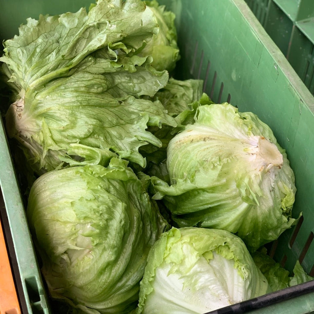 Iceberg Lettuce – Glavocich Produce