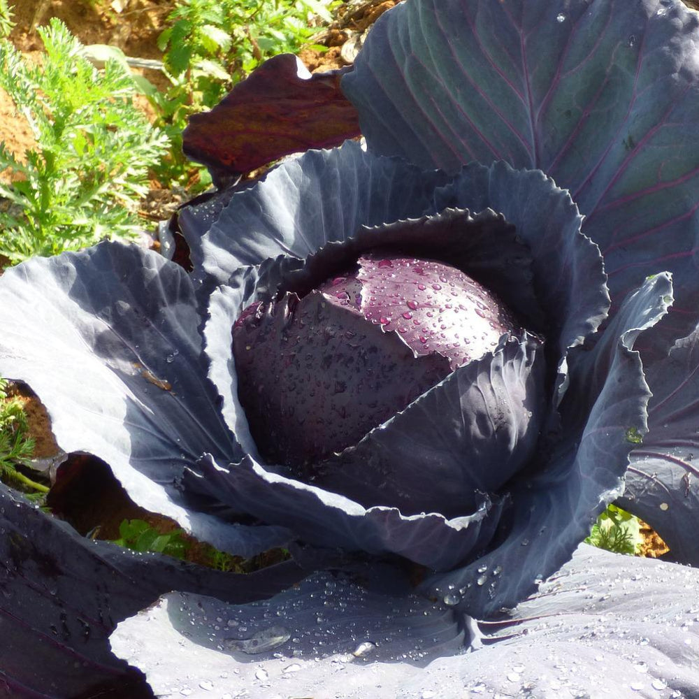 Red Cabbage – Glavocich Produce
