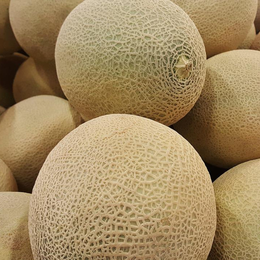 Rockmelon- Whole – Glavocich Produce